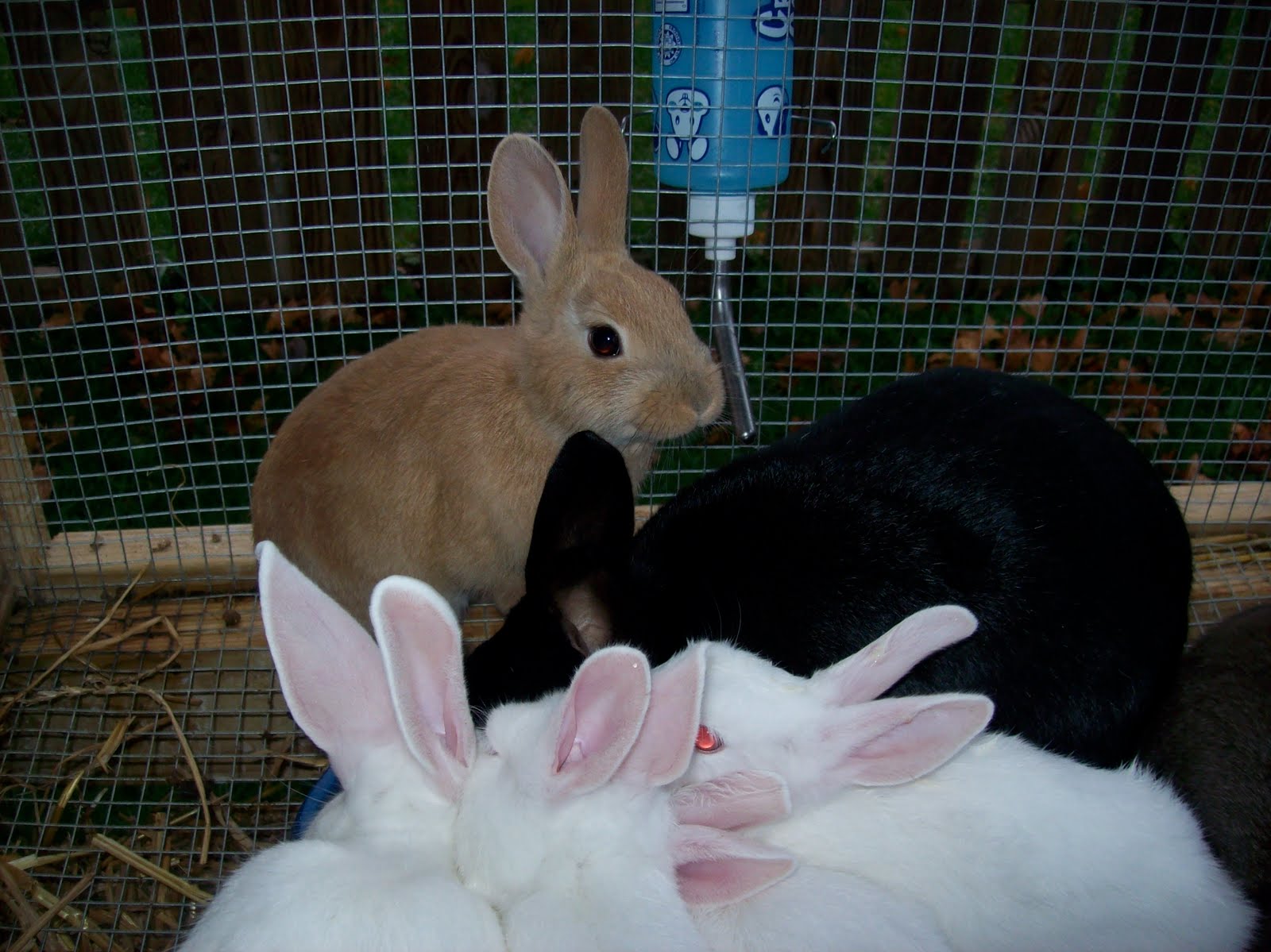 Thyme Stands Still Farm News: The baby bunnies are ready for adoption!