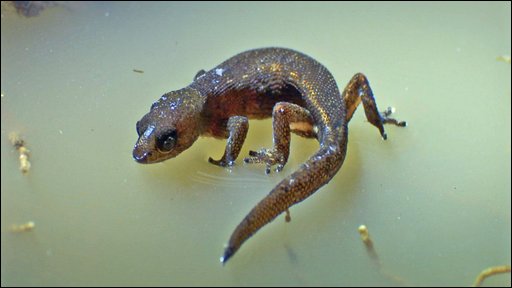 Science Fact of the Week 49 - The Brazilian Pygmy Gecko