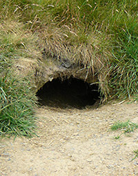 Ireland's Mammals - Badgers