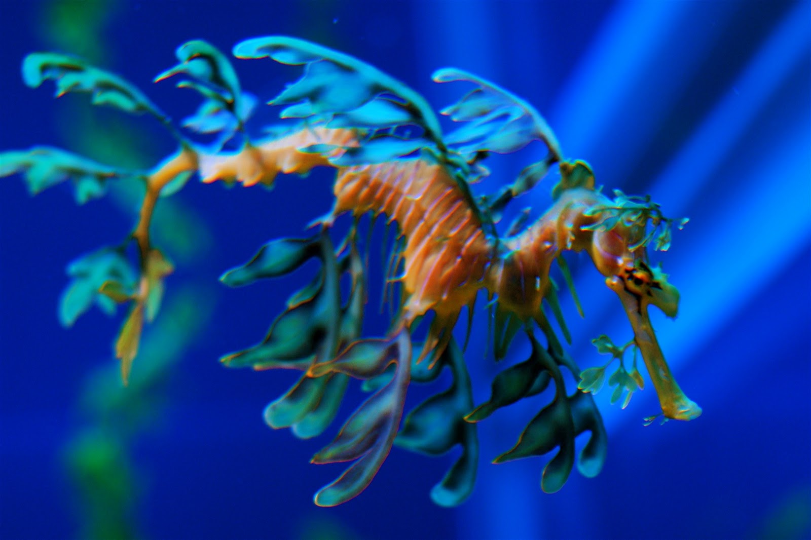 Weird Wonderful Animals Sea Dragons weird-wonderful-animals-sea-dragons