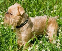 Medium Dog Breeds: Brussels Griffon Wallpaper