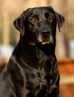 Medium Dog Breeds: Labrador Retriever Wallpaper