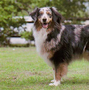Medium Dog Breeds: Australian Shepherd Dog