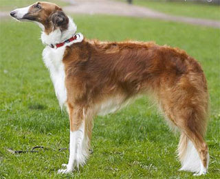 Borzoi Dog Breeds - Dog Wallpapers