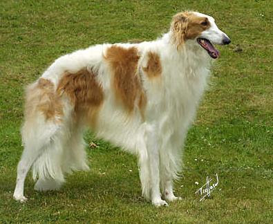 Medium Dog Breeds: Borzoi Dog Breeds