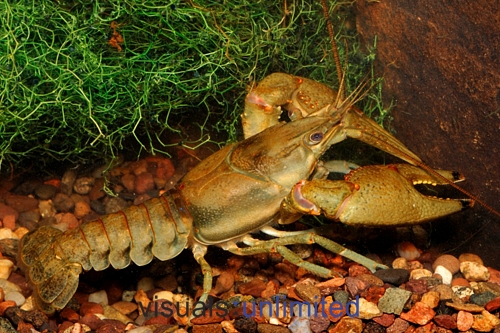 Smallmouth in Your Soup: Crawfish color in Indiana