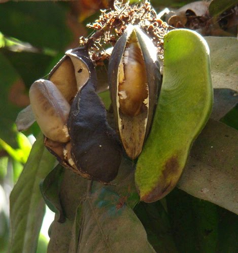 the great four trees of the religions: saracaasoca-polyalthialongifolia