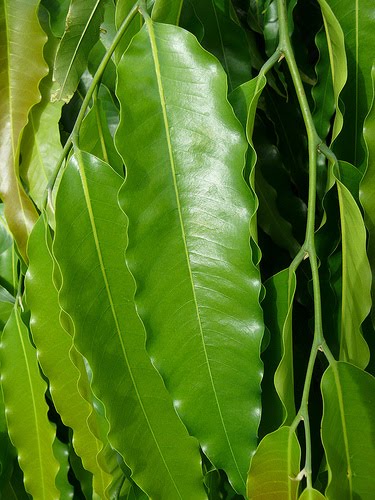 the great four trees of the religions: saracaasoca-polyalthialongifolia