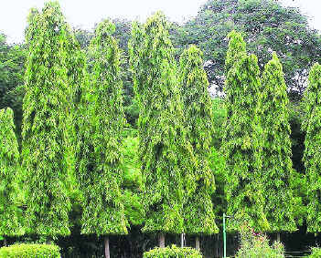 ashoka and nettilingam: asoka and nettilingam