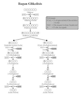 glikolisis.JPG