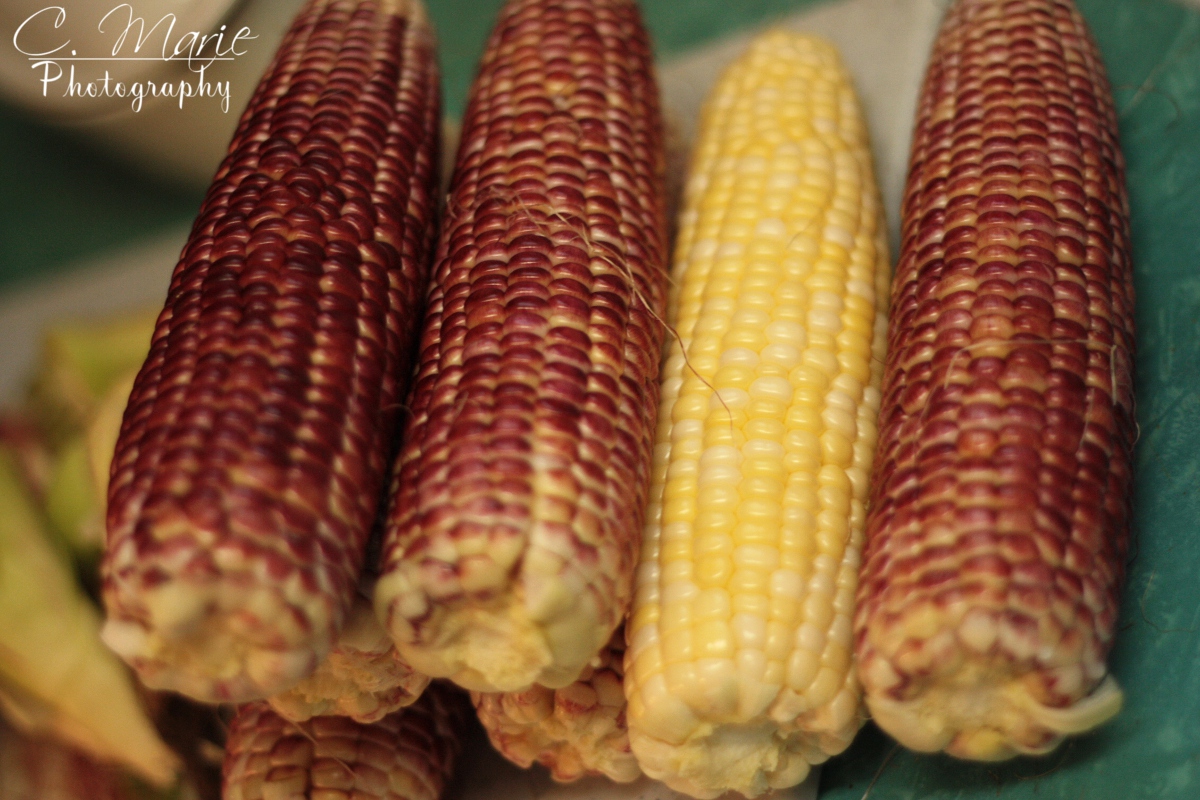 White Oak Lane: Ruby Red Corn