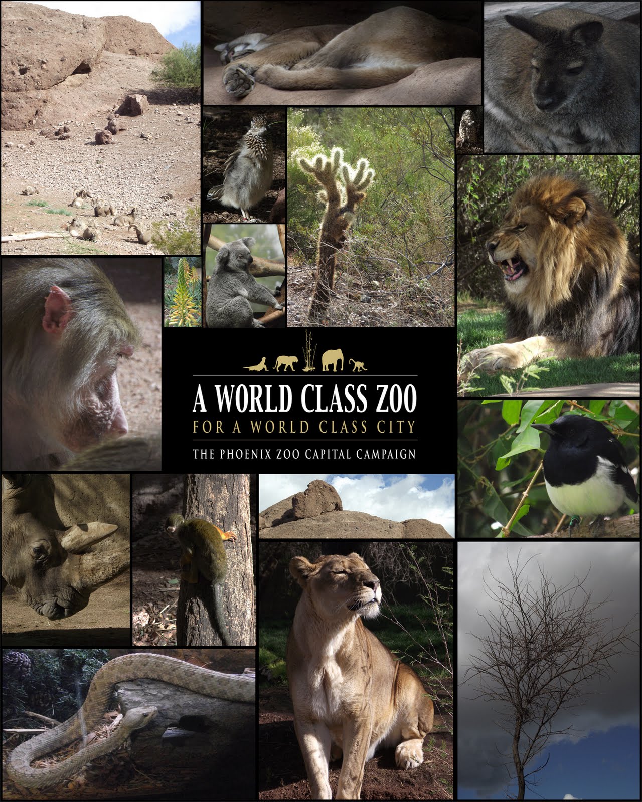 Teen Reality: Newly Finished Collage of my zoo photo trip