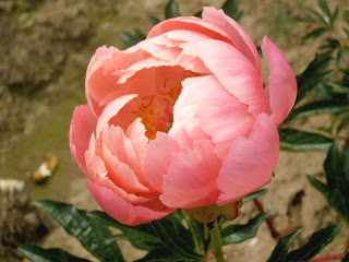 Life's Pleasures: Peonies in Oregon of all places