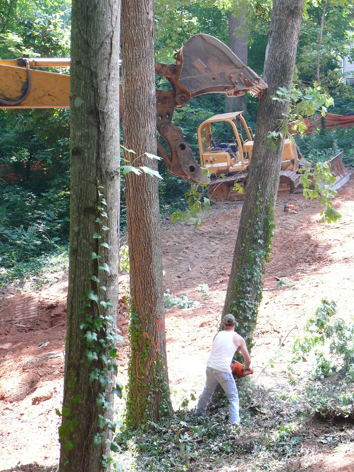 Coming Home: When Trees Fight Back