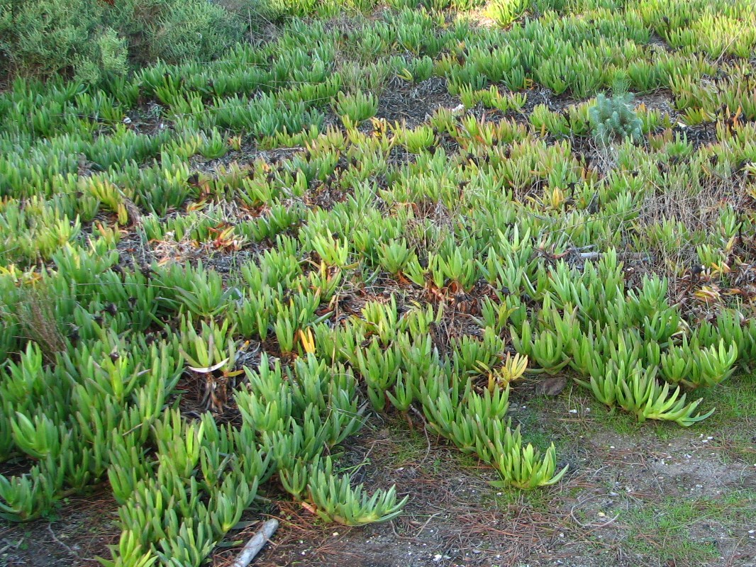 Conheça o Sapal, do vegetal ao animal!: Já Conheces o nosso sapal??