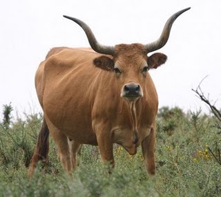 as vacas de barroso