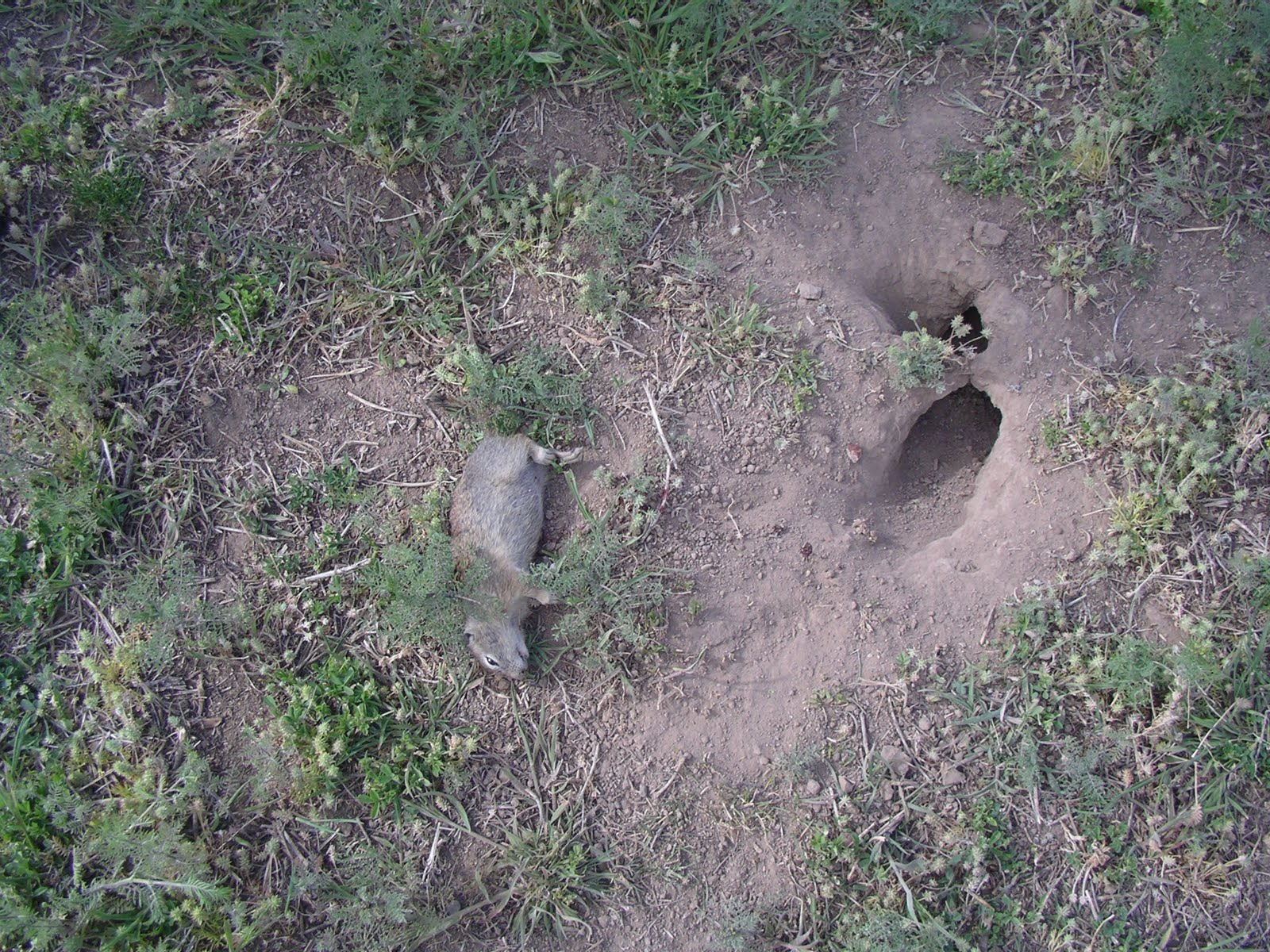 River Rant: Shooting Rats