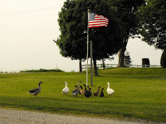 Life in the Dweeb Lane: Clear Springs Auction