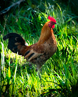 Alfie & Company Photography: Fitzgerald, GA Wild Chicken Festival