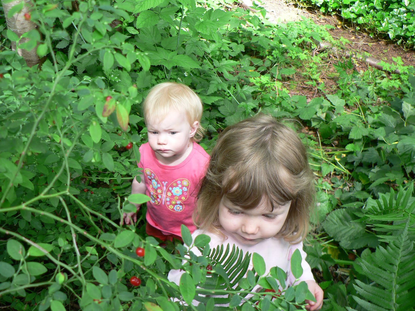 Laura's Blog: Berry Picking - Wild Berries in Western Washington
