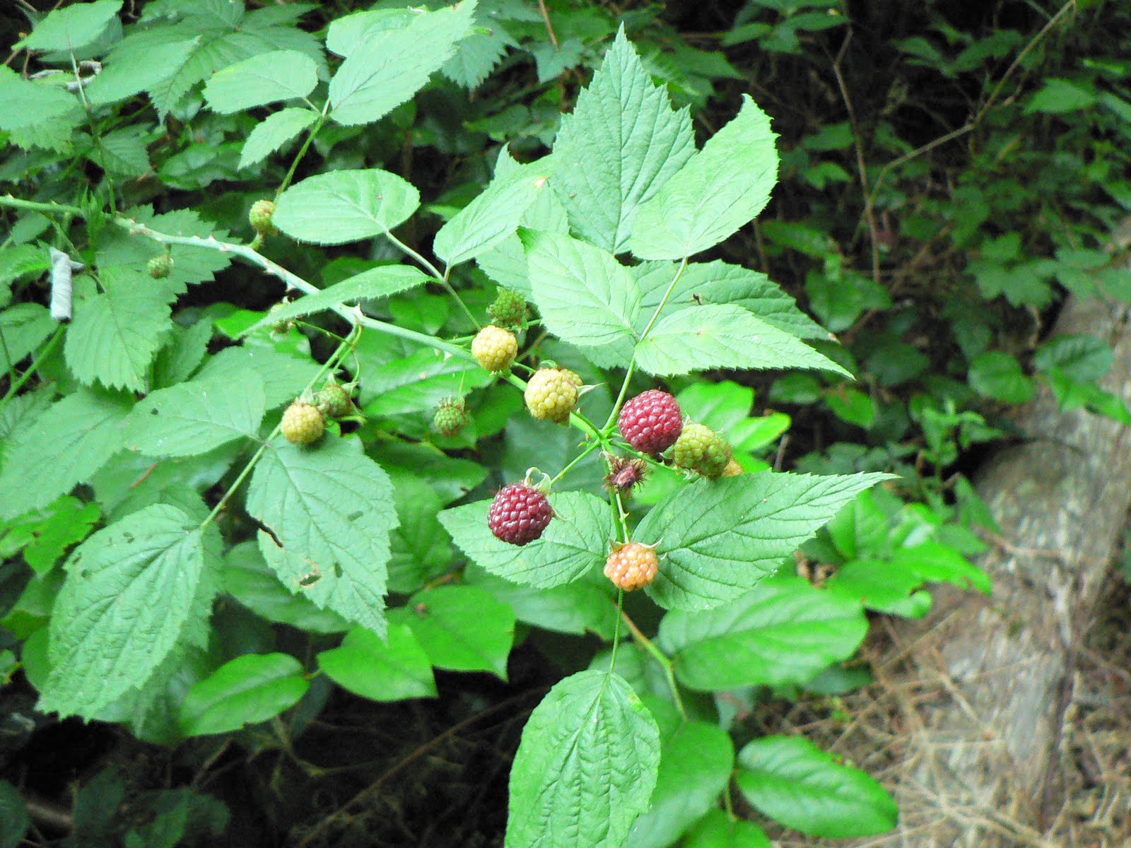 Laura's Blog: Wild Berries in the Puget Sound (Thimbleberry, Blackberry ...