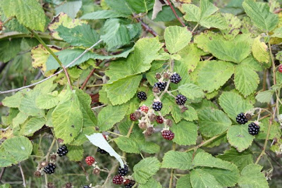 Laura's Blog: Wild Berries in Western Washington (Blackberries)