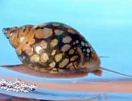 Species Blog: Marsh Ecosystem-Physid Snail