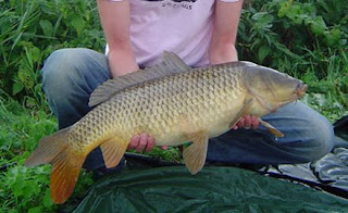 waterdieren: Wat zijn de belangrijkste kenmerken van vissen