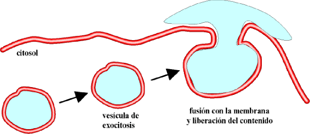 Biologia de la celula av: Identificación de fuentes de información para ...