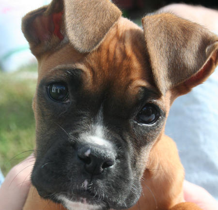 El Rincon de los Puppies: Boxer