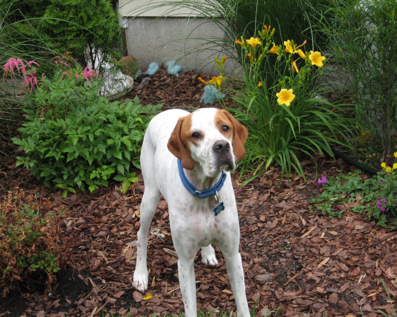El Rincon de los Puppies: Pointer