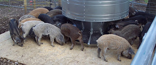 Wooly Pigs: More Mosefund Pictures