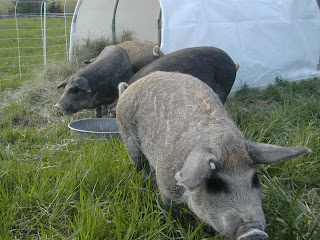 Wooly Pigs: Provenance Farm - Minnesota