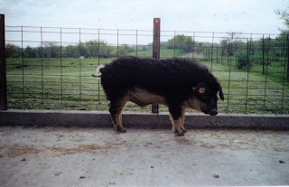Wooly Pigs: Pig Breeding Specialists