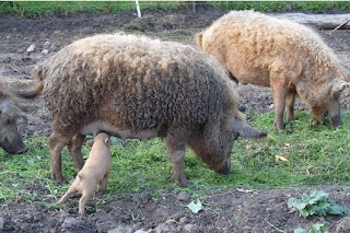 Wooly Pigs: Mangalitsa Photos