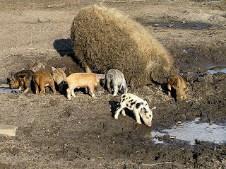 Wooly Pigs: Tail Biting