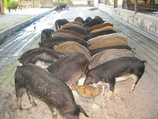 Wooly Pigs: Wooly Pigs Brand Mangalitsa Now Available in Most of the USA