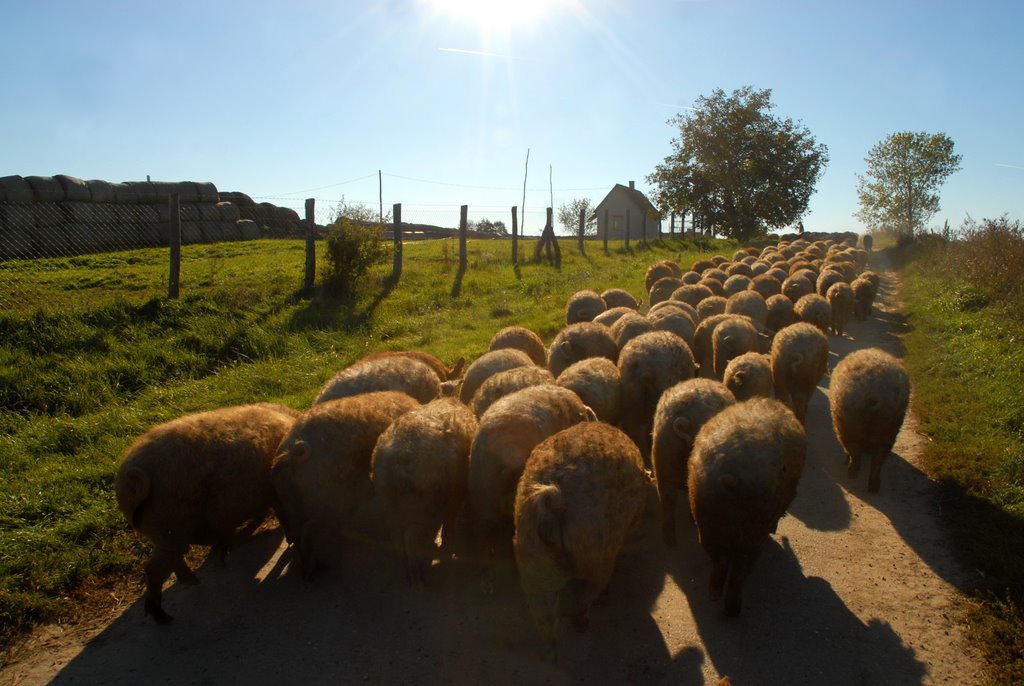 Wooly Pigs: Red Mangalitsa Pigs
