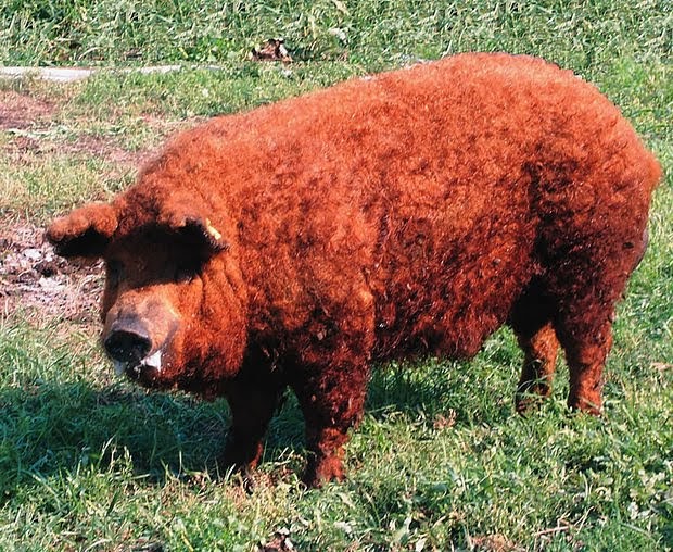 Wooly Pigs: Inflight Magazine on Mangalitsa Pigs