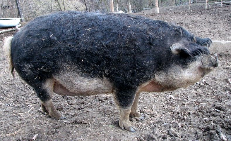 Wooly Pigs: Wooly Pigs Selling Swallow-Belly Mangalitsa Genetics
