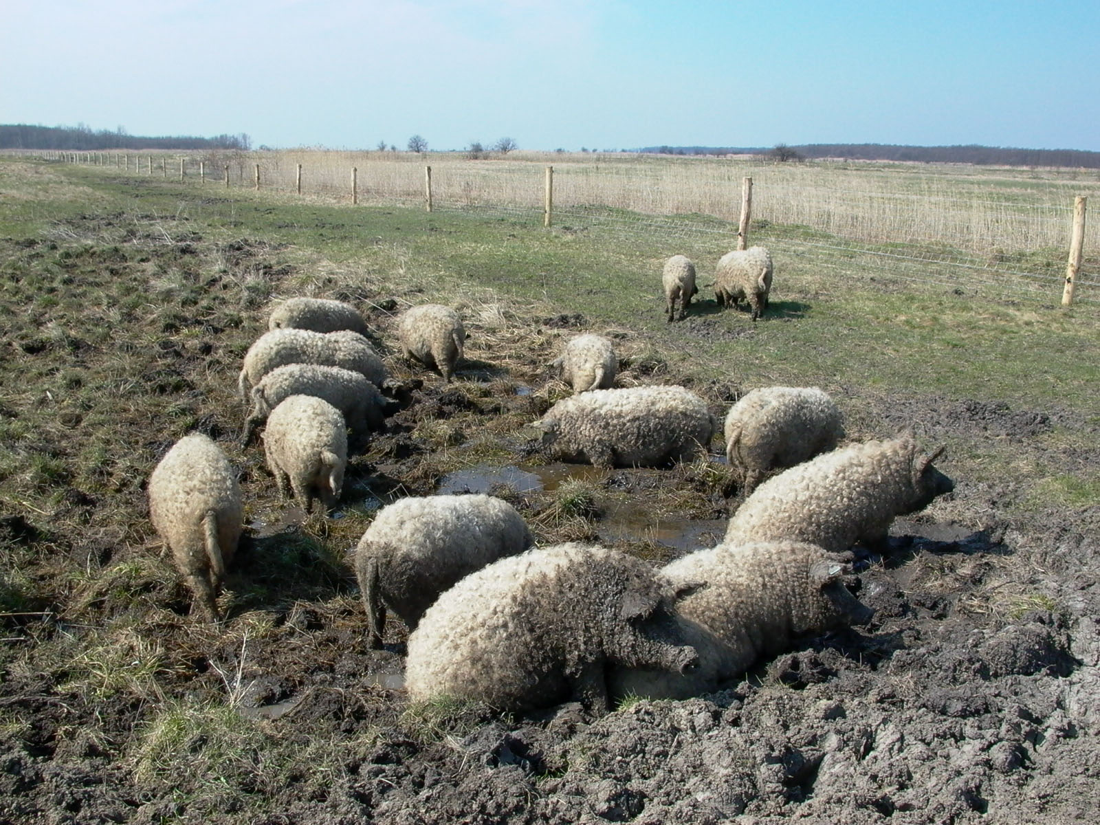 Wooly Pigs: Mangalitsa Products Sold in Poland