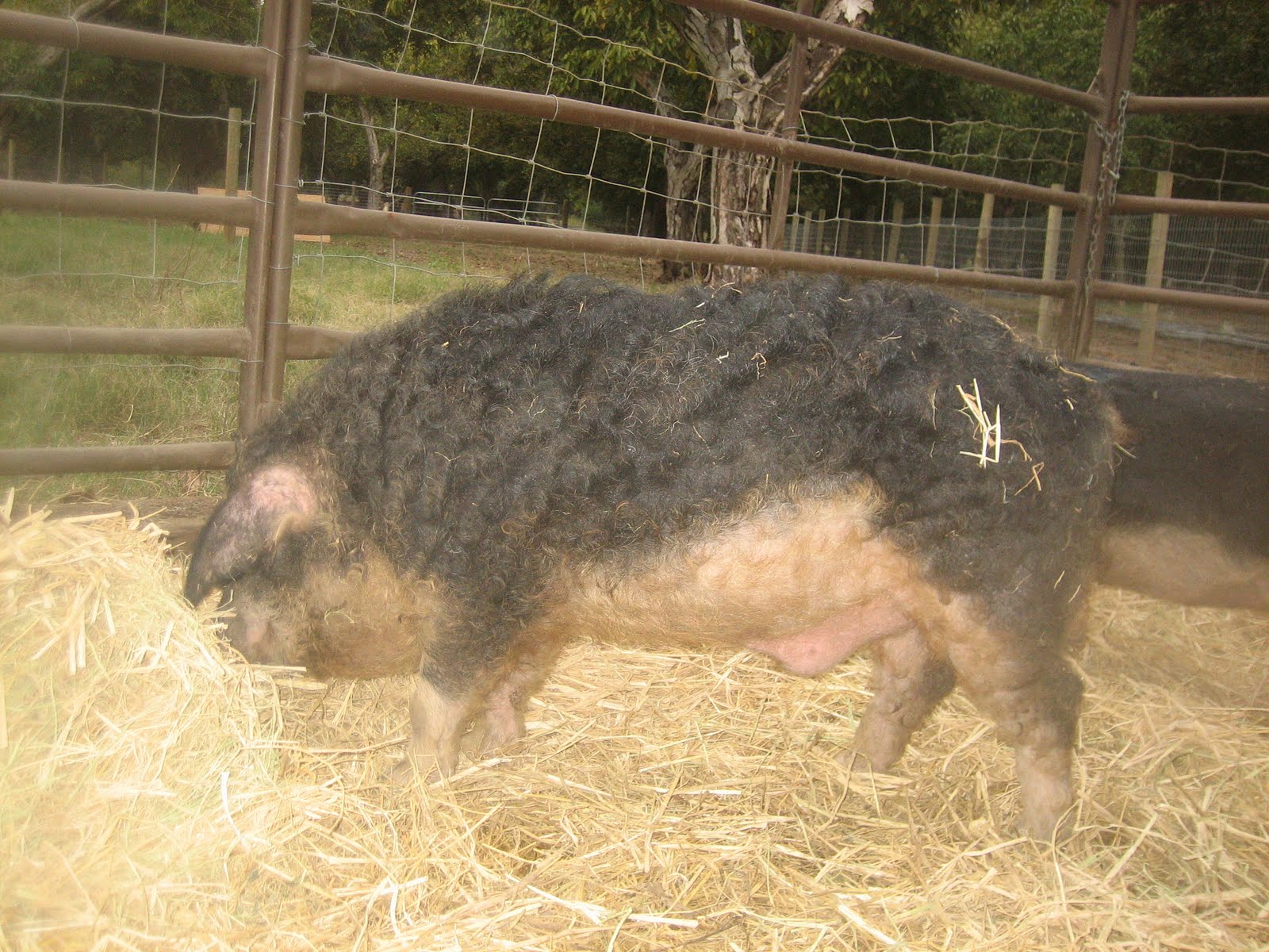 Wooly Pigs: Csarda Haz - Agritourism Project Built on Mangalitsa Pigs