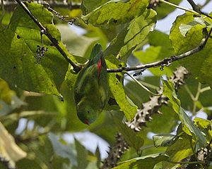 Bayan Puling Serindit Tanau: Galeri Gambar-Gambar Burung Serindit Dunia