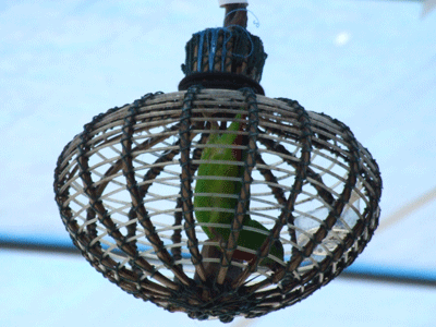 Bayan Puling Serindit Tanau: Pertandingan Burung Serindit Dada Marah di ...