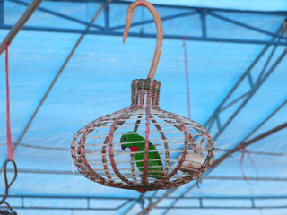 Bayan Puling Serindit Tanau: Pertandingan Burung Serindit Dada Marah di ...