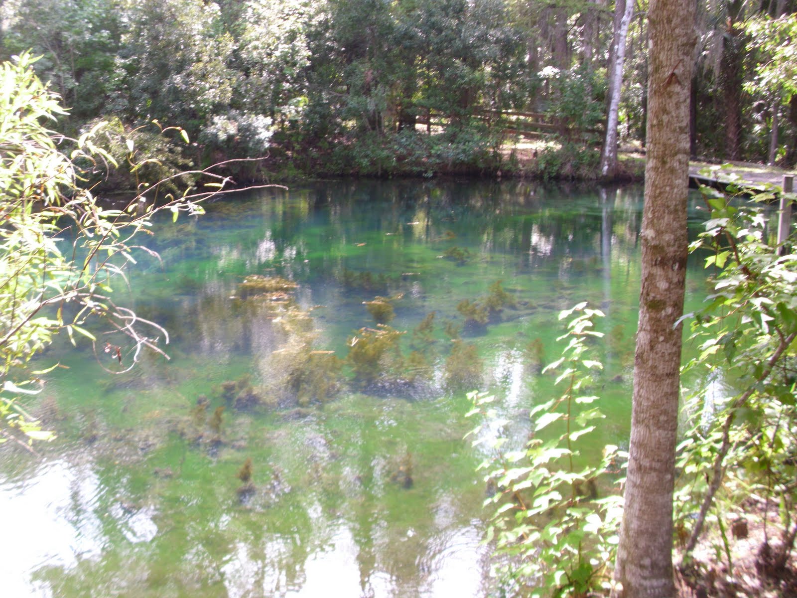 Our Year Outdoors: Trip 21: Welaka State Forest/Mud Spring Trail