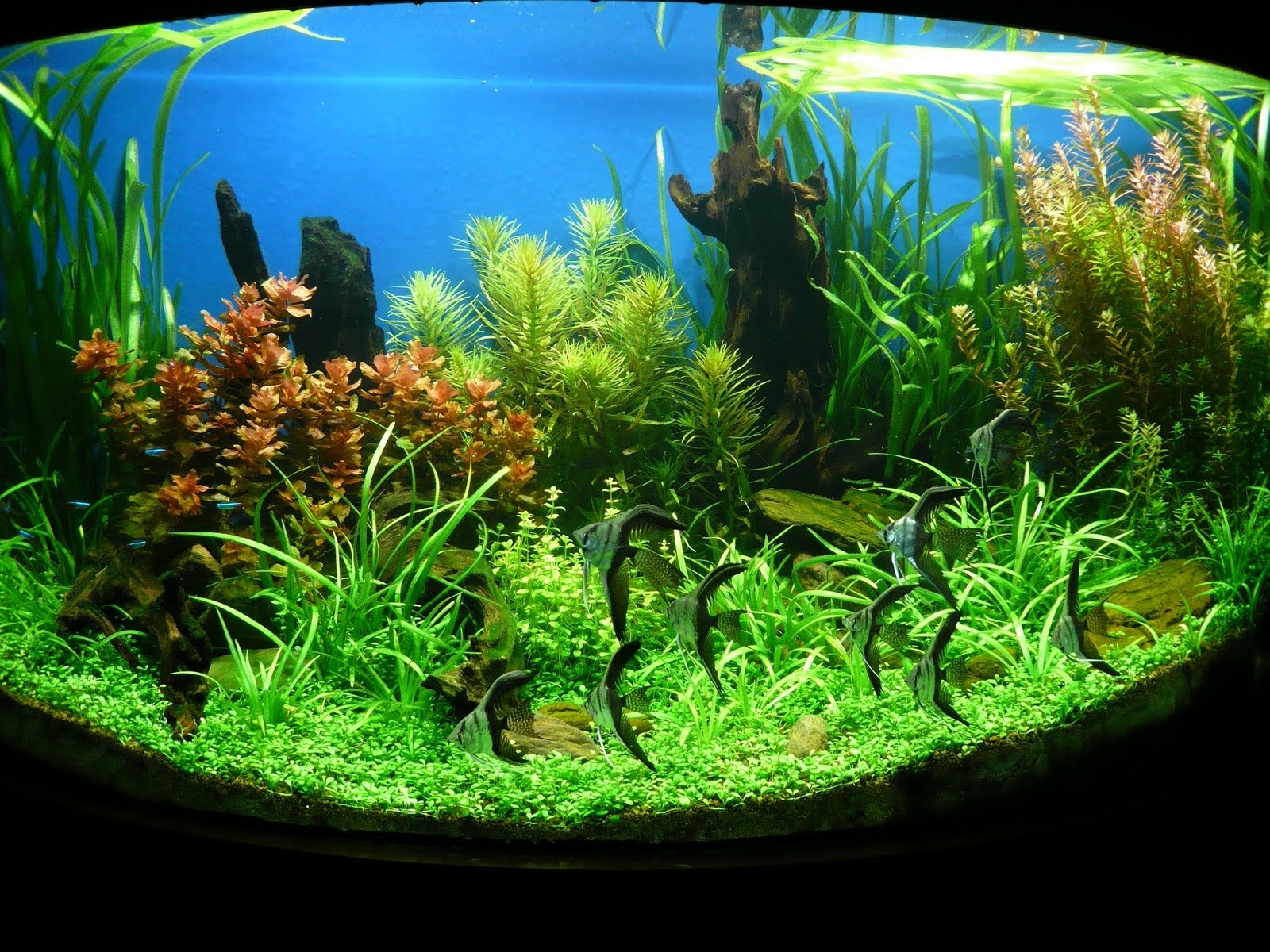 AFFABLE AQUARIUM: angels in plantation tank