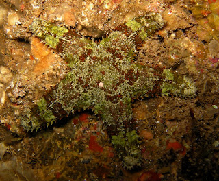 The Echinoblog: More Exotic Hawaiian Starfish! Valvaster and Astropecten!
