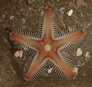 The Echinoblog: More Exotic Hawaiian Starfish! Valvaster and Astropecten!