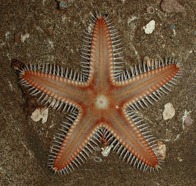 The Echinoblog: SEA STAR DEFENSE! How do starfish protect themselves??